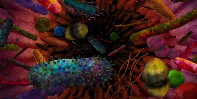 Gut Microbiome-Trained T Cells Help Heal Injured Muscles and Liver ...